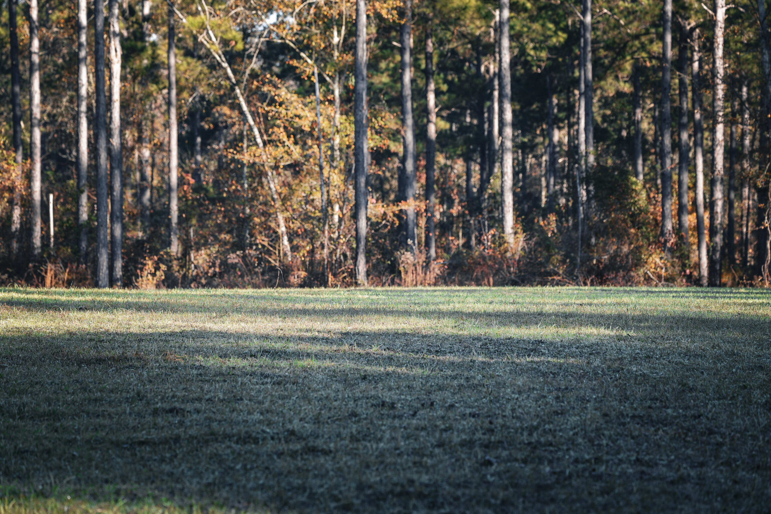 Worth Timber Tract – 123 Acres of South Georgia Land