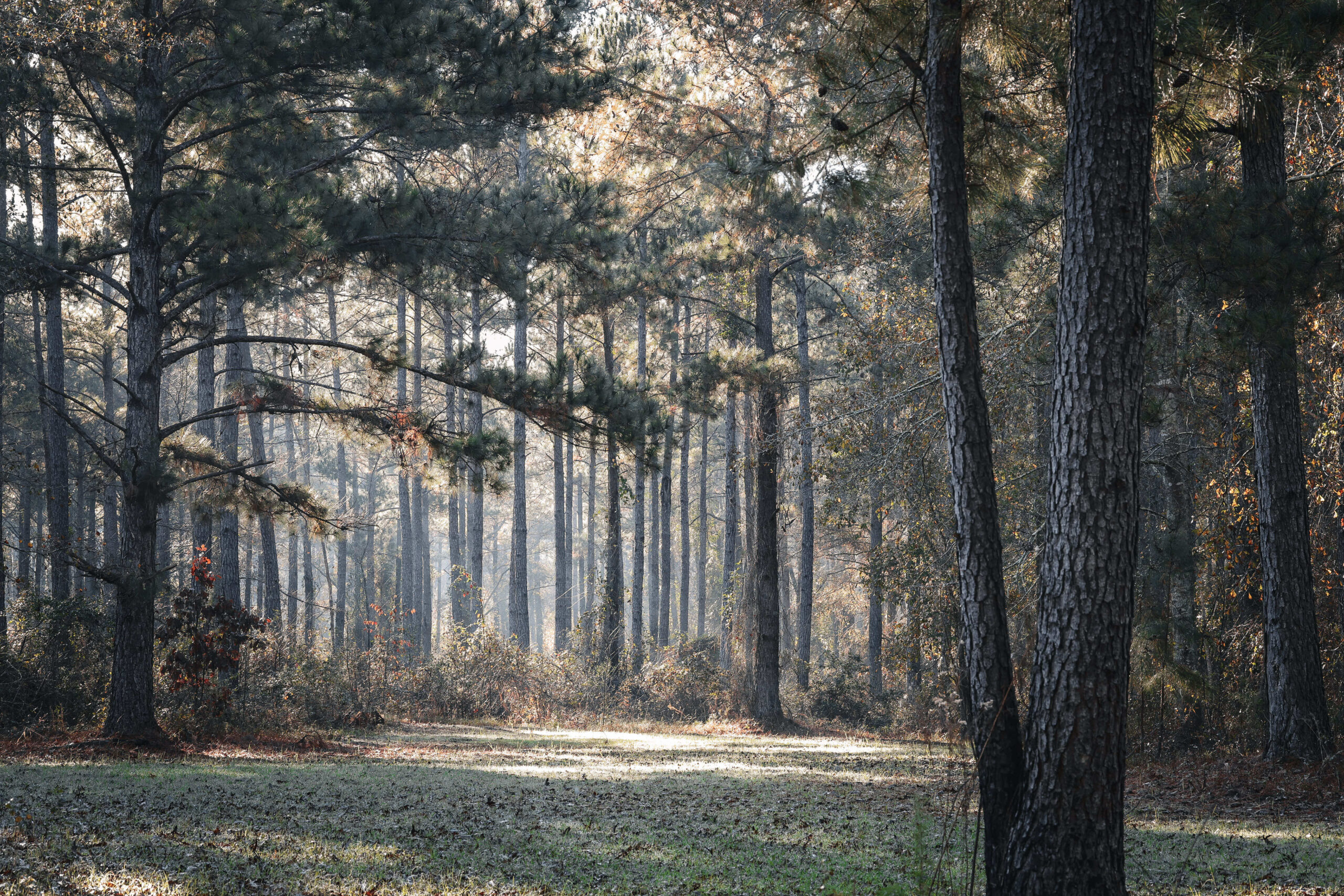 Worth Timber Tract – 123 Acres of South Georgia Land
