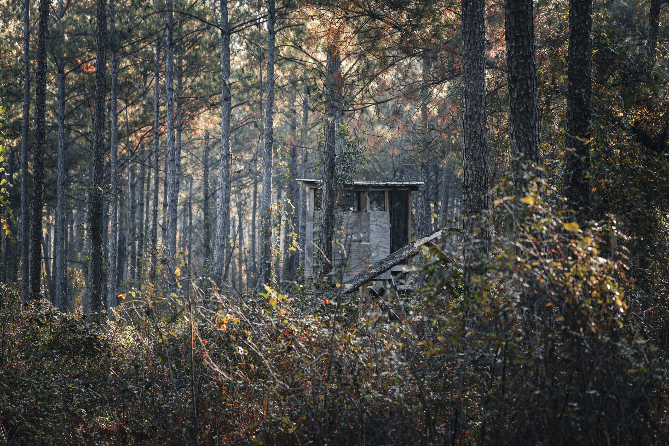Worth Timber Tract – 123 Acres of South Georgia Land