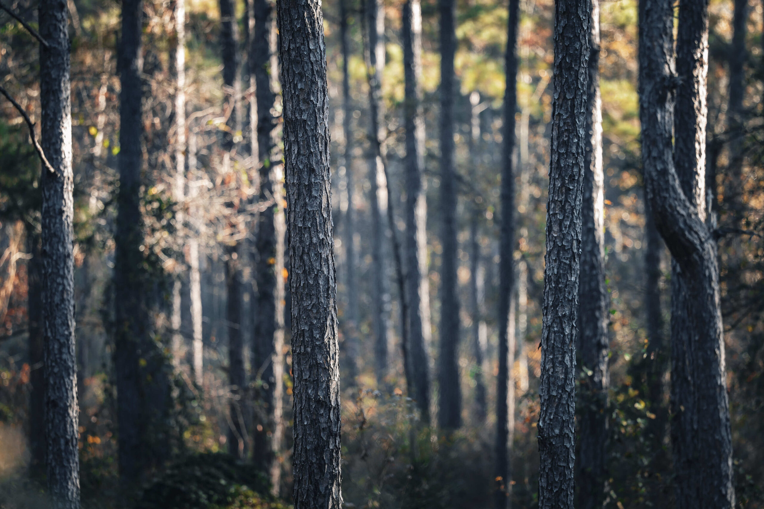 Worth Timber Tract – 123 Acres of South Georgia Land